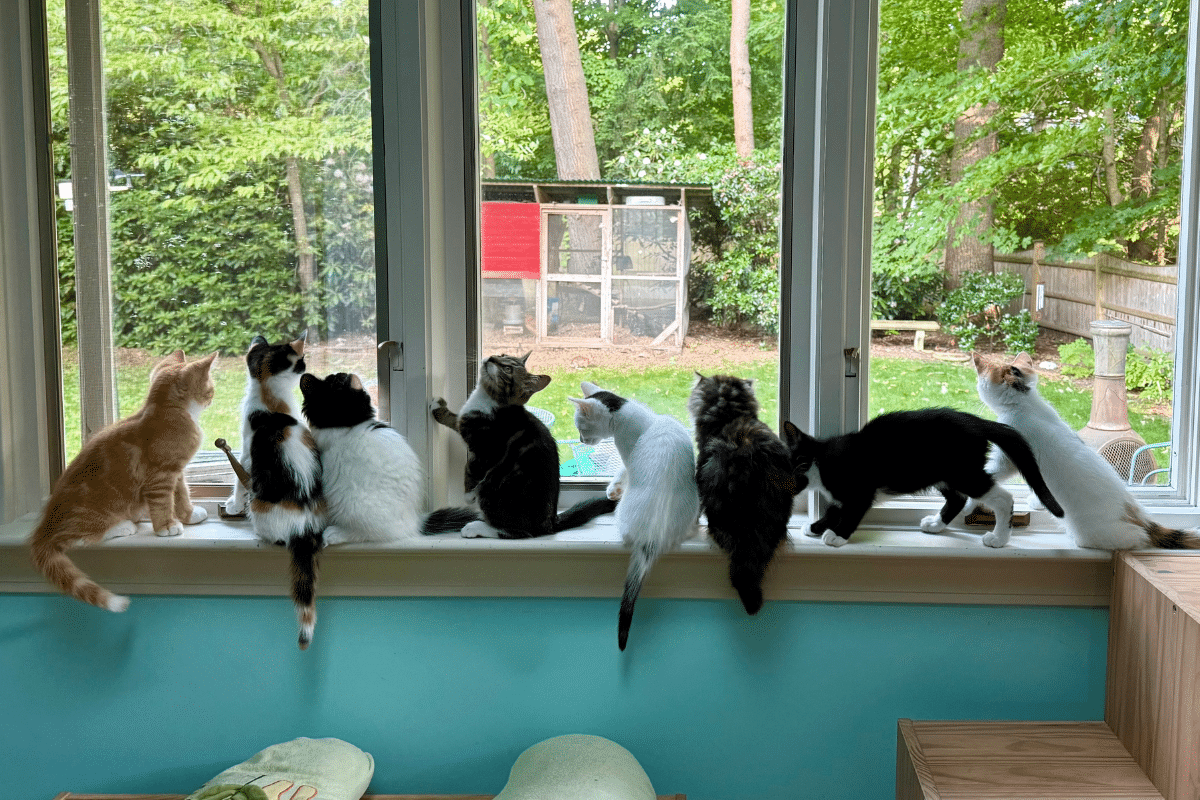 Cat Connection helping kitties find ‘furever’ homes for 25 years ...