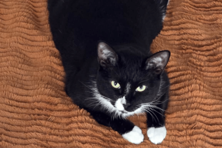 Cat Connection helping kitties find ‘furever’ homes for 25 years ...