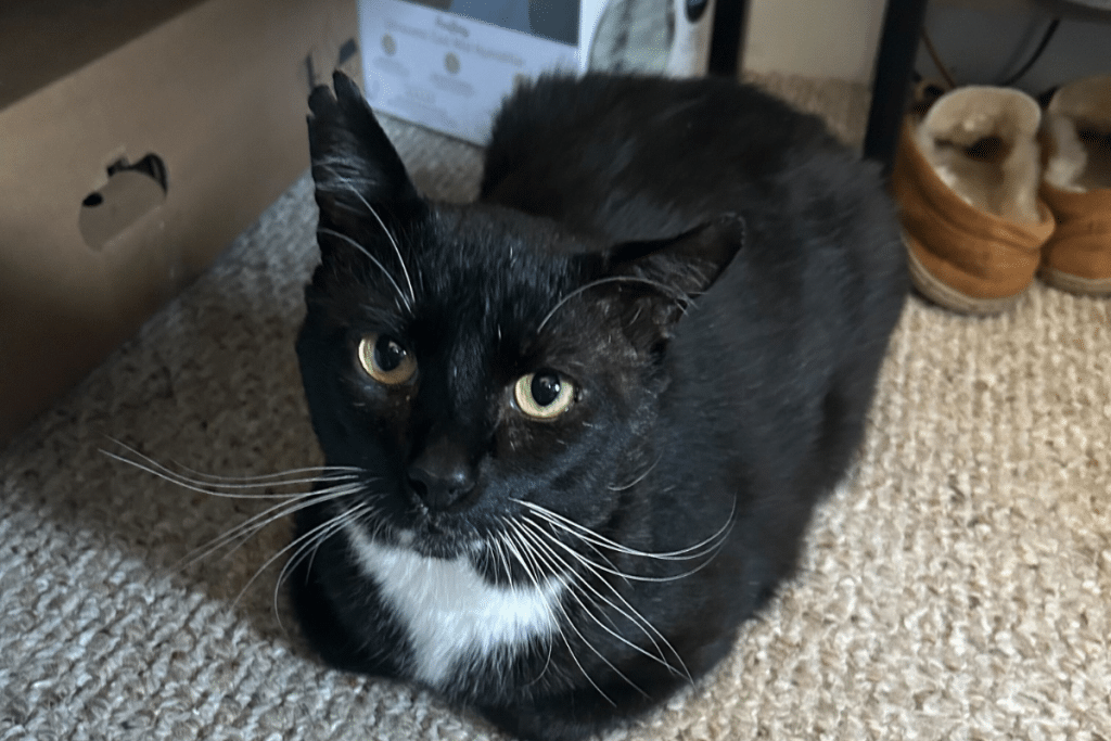 Cat Connection helping kitties find ‘furever’ homes for 25 years ...