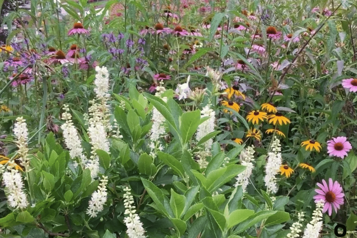 Native flower gardens bloom across Waltham, bringing many benefits to ...