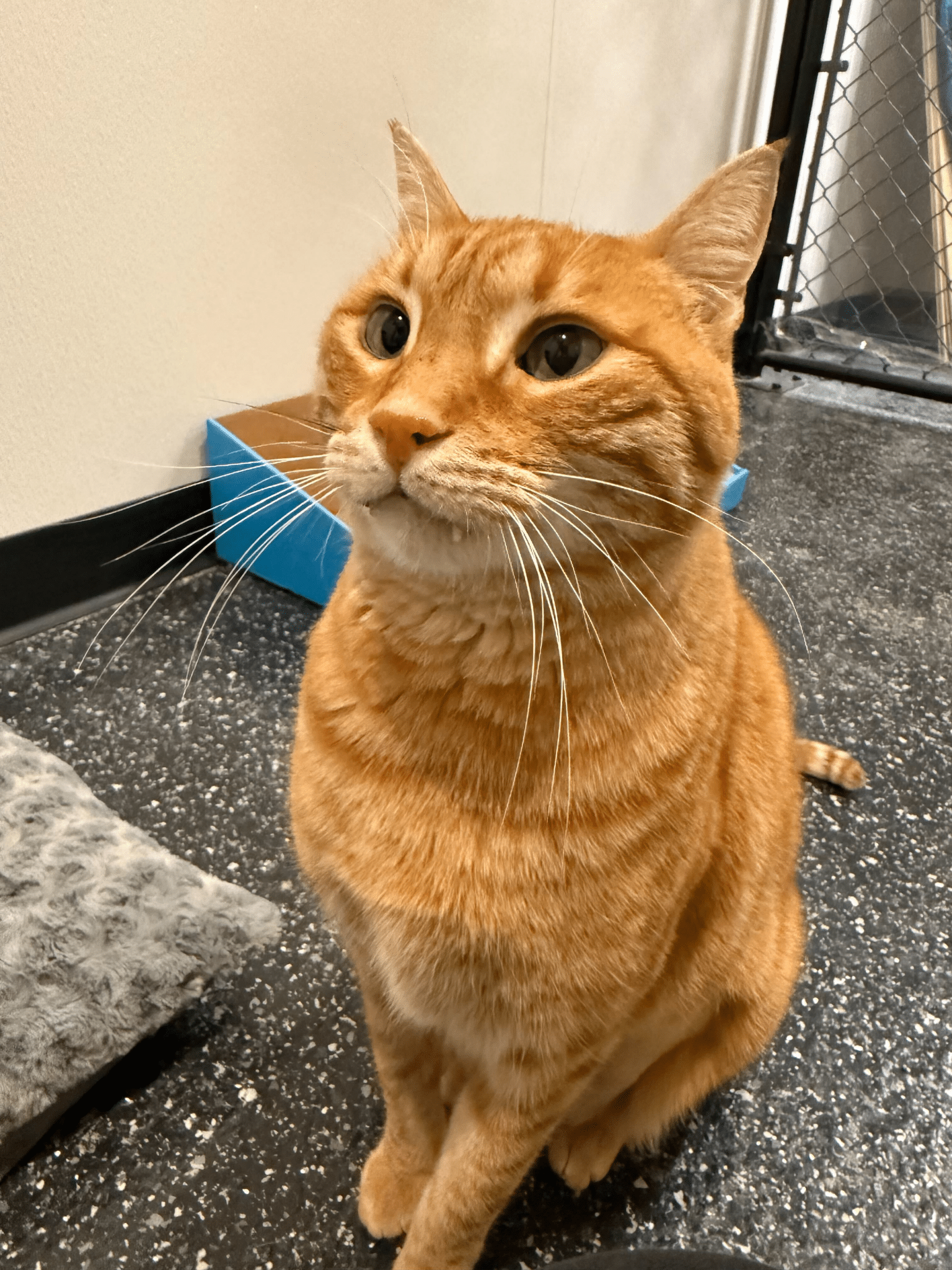 MishMish is purrfect – Waltham Times