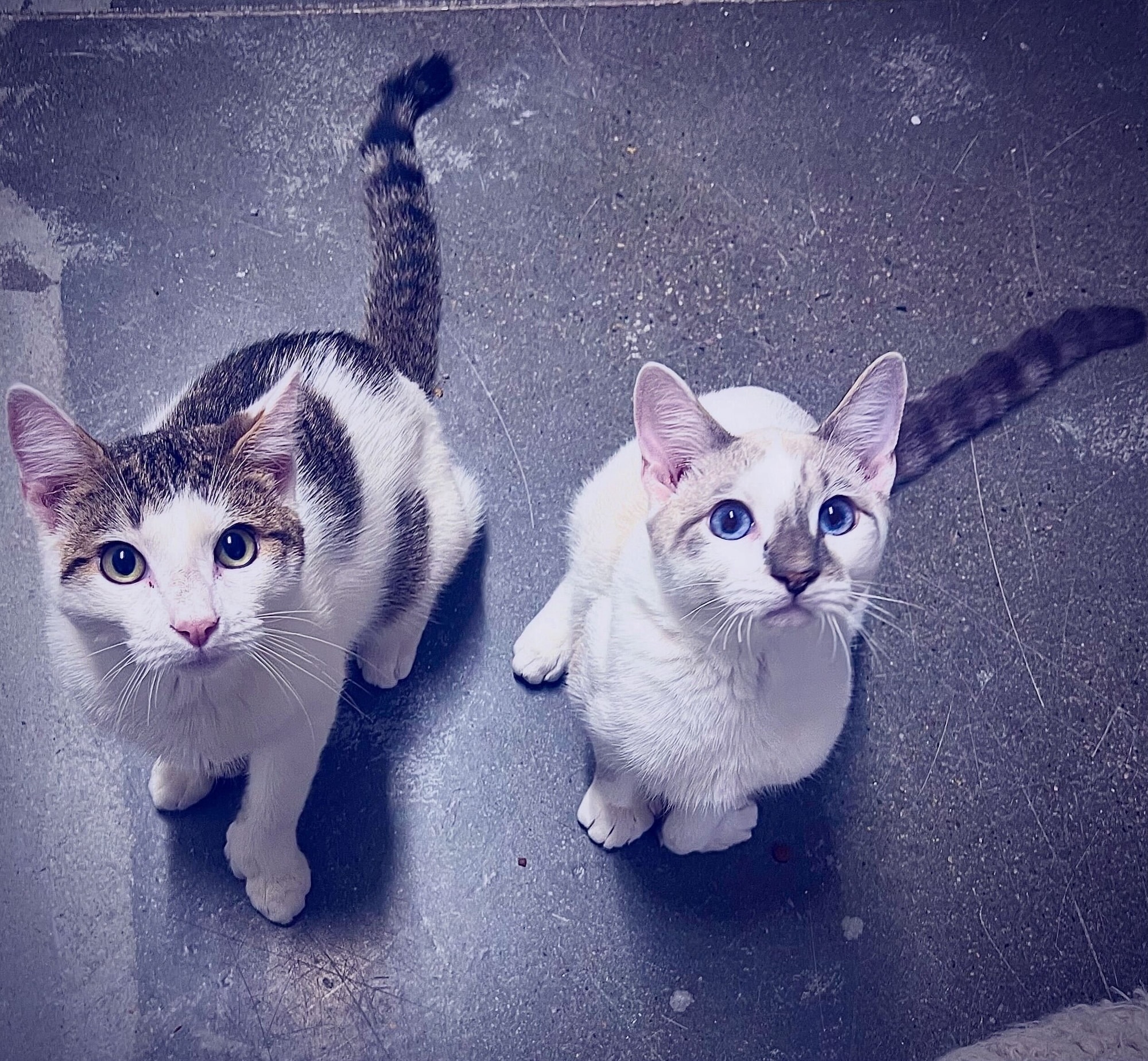 Adorable brothers Pike and Zippy seek forever home – Waltham Times