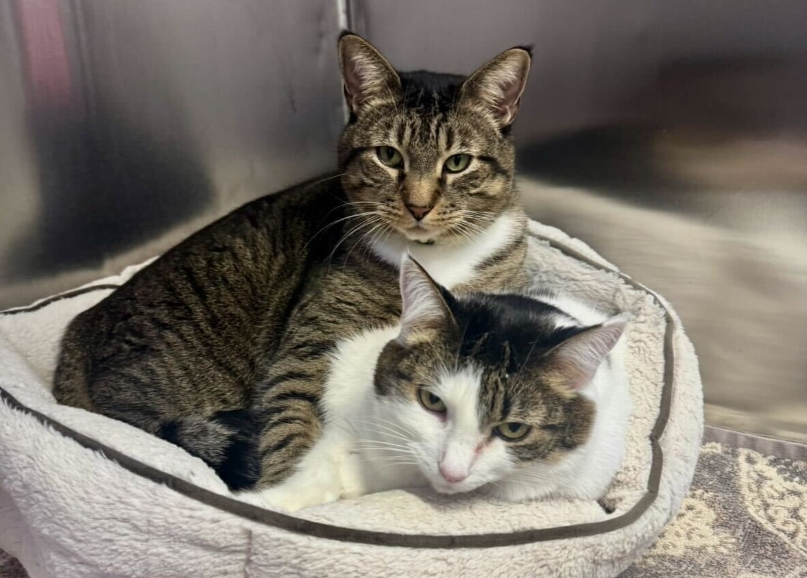 Sibling cats Freedom and Serenity seek a loving home – Waltham Times