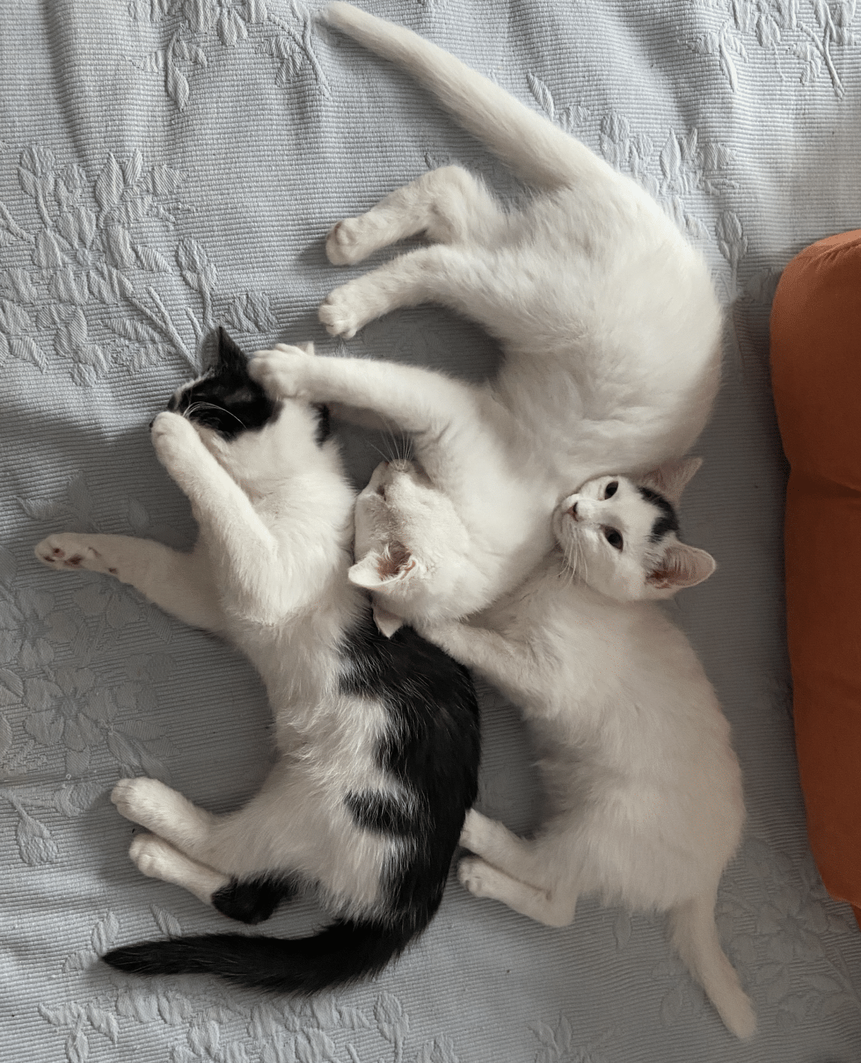 This feline trio will fill a home with love – Waltham Times