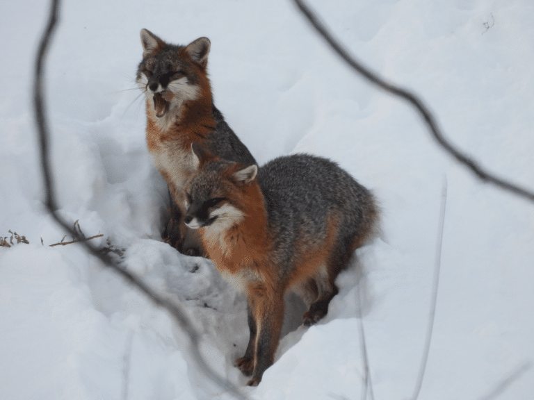 A winter sighting: Red foxes roam near Winter Street – Waltham Times