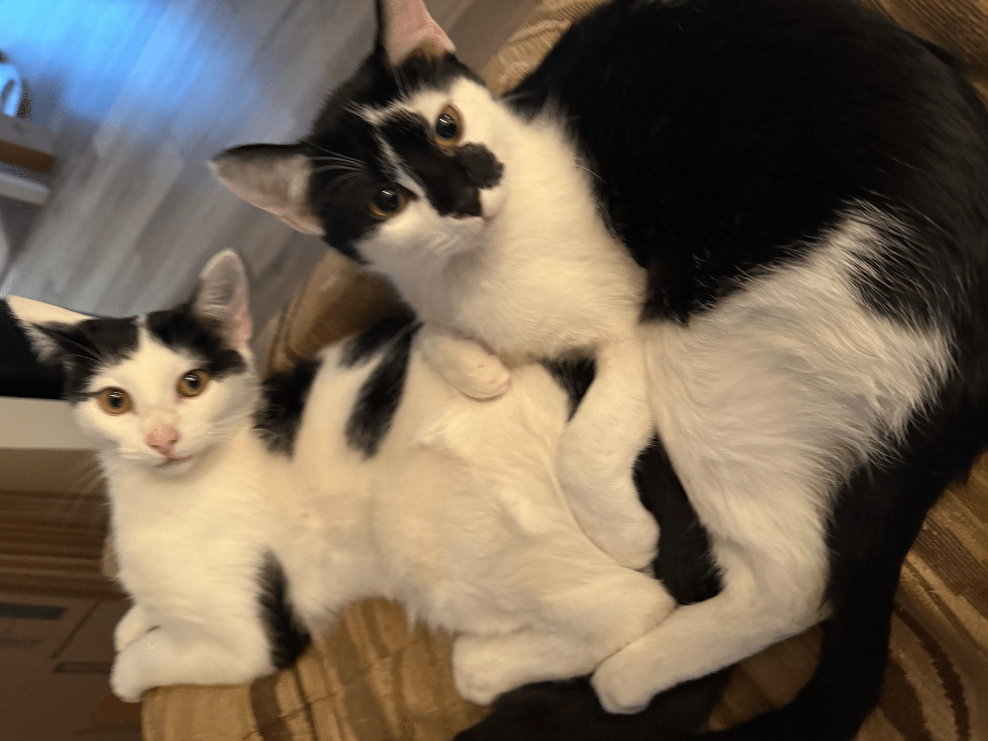 Brother and sister kittens need a home together – Waltham Times