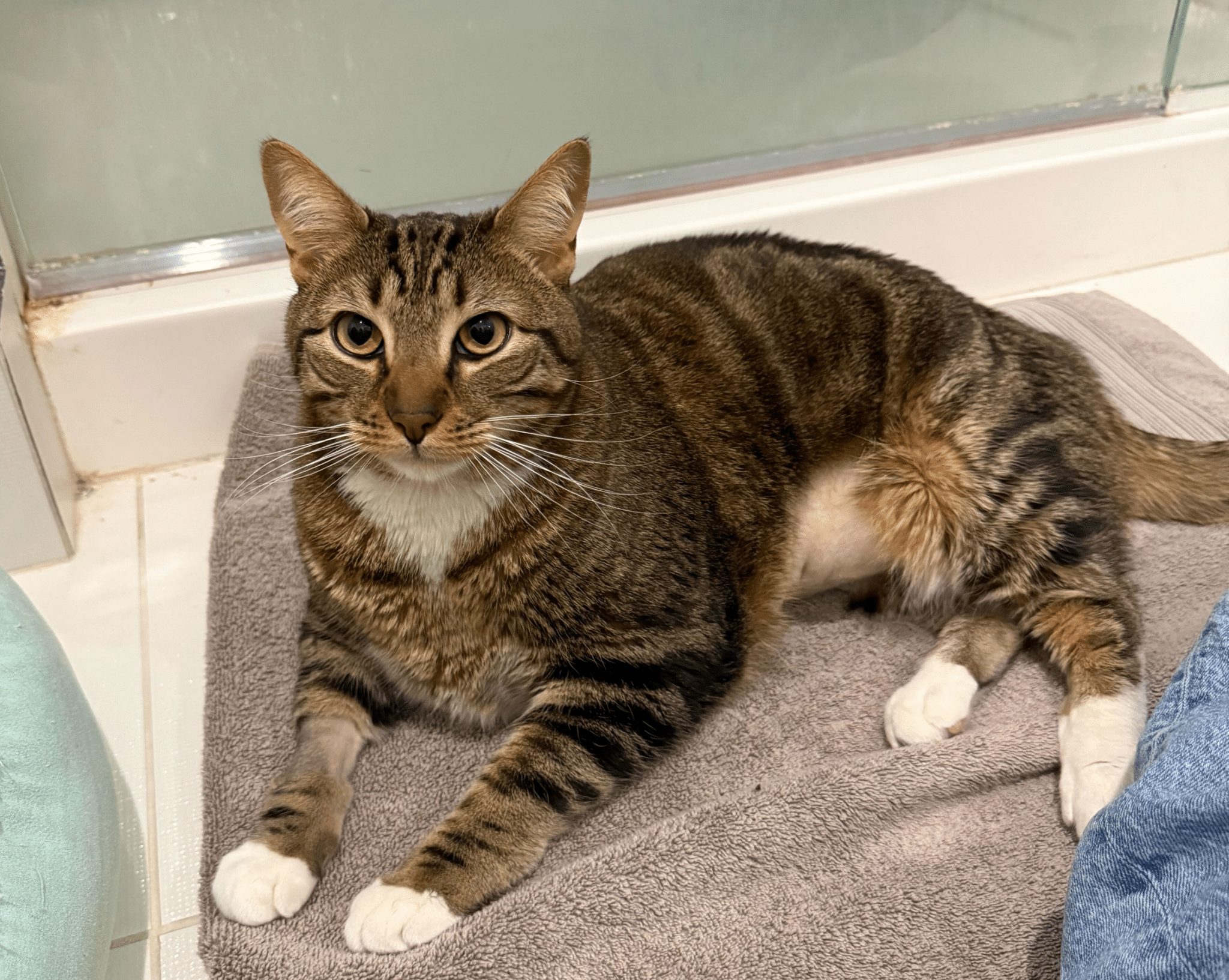 Potato is a world-class lap cat – Waltham Times