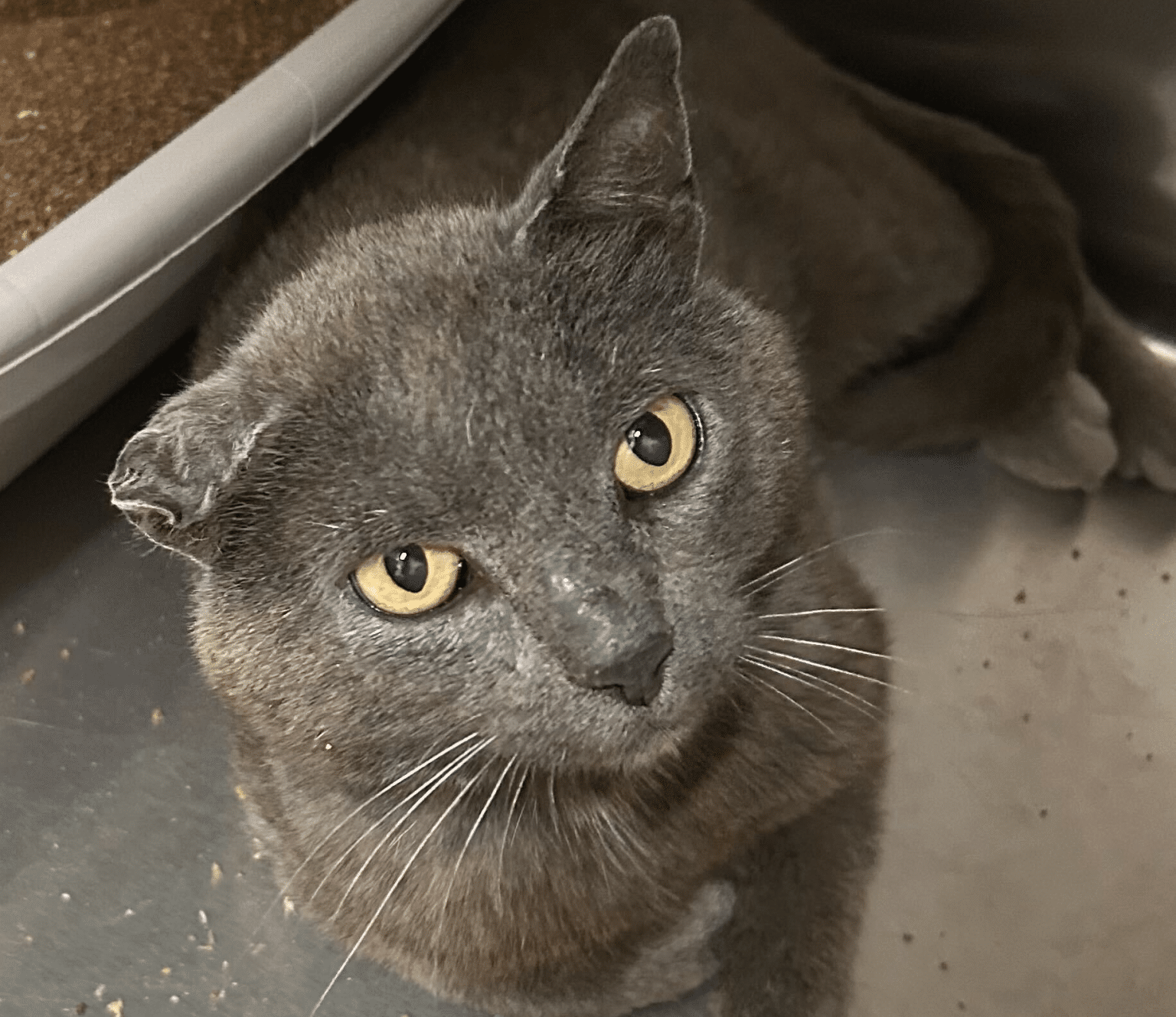 The cat who came in from the cold – Waltham Times