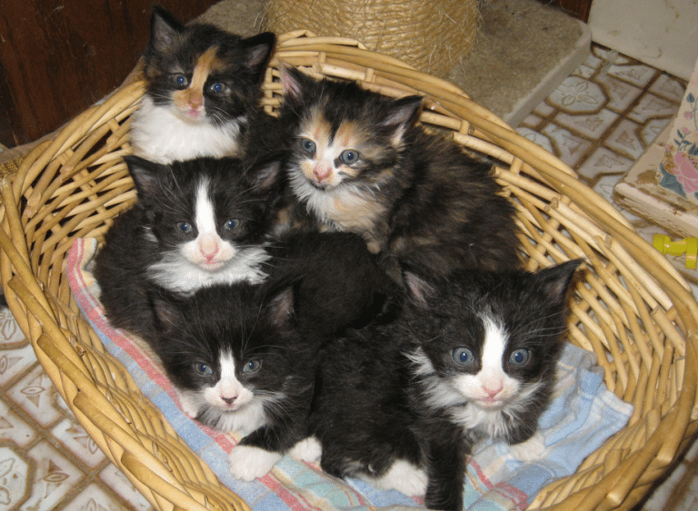 The Cat Connection seeks volunteers to meet summer care gap – Waltham Times